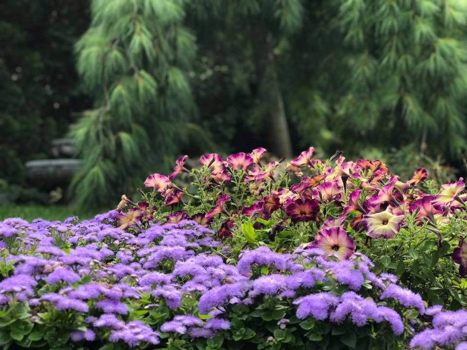 5 idées pour des plates-bandes qui transforment votre cour